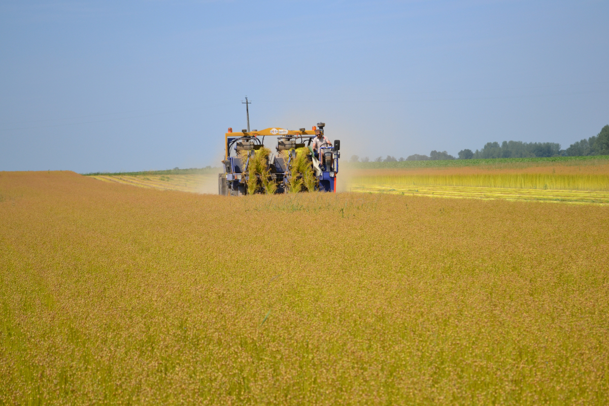 La culture du lin | devalin