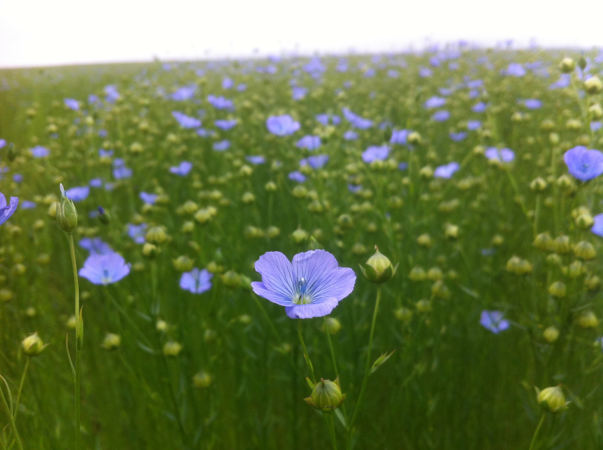 Flax-growing | devalin
