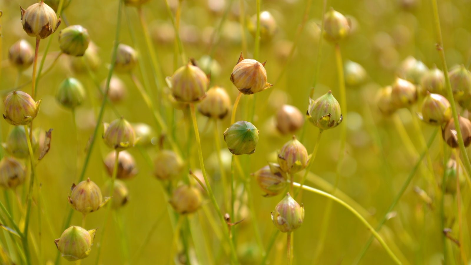 Flax-growing | devalin